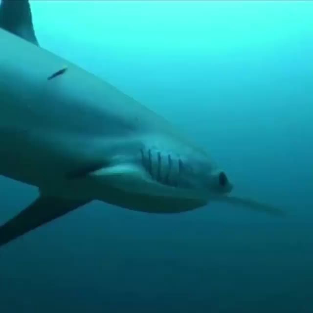 The Thresher Shark - Thresher sharks are famous for their weaponized ...