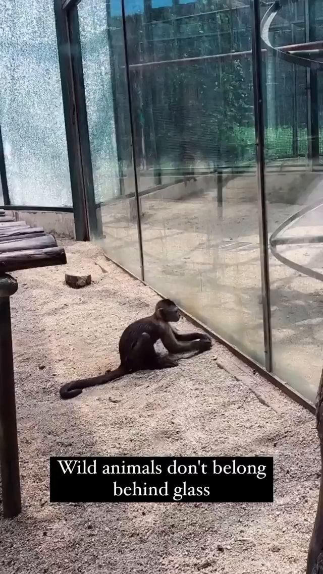 Wild animals don't belong behind glass - iFunny