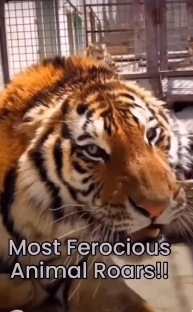 Most Ferocious Animal - America’s best pics and videos