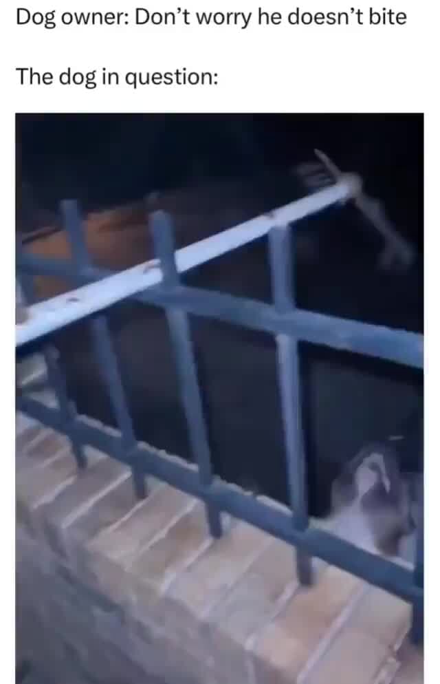 Dog owner: Don't worry he doesn't bite The dog in question: - iFunny