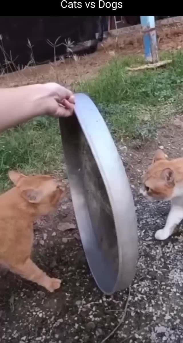 Cats vs Dogs ry 4 - iFunny