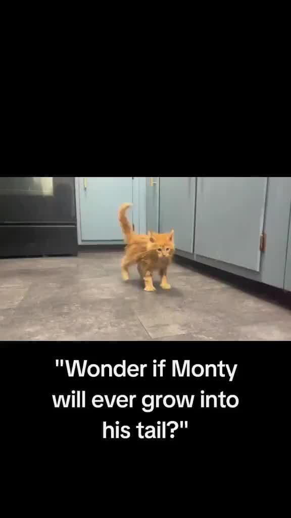 "Wonder if Monty will ever grow into his tail?" - iFunny