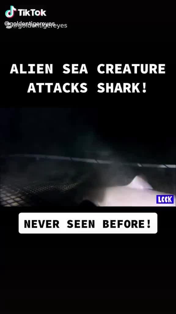 TikTok ALIEN SEA CREATURE ATTACKS SHARK! NEVER SEEN BEFORE! - iFunny
