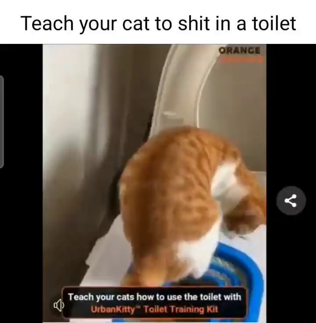 Teach your cat to shit in a toilet Teach your how to use the toilet ...