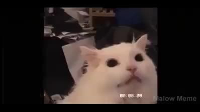 Blinding Lights Cat - iFunny