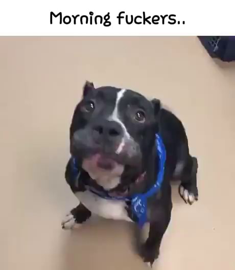 Morning fuckers.. - iFunny