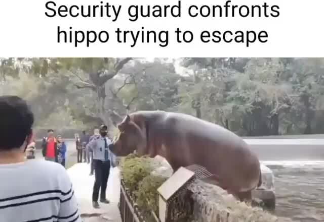 Security guard confronts hippo trying to escape - iFunny