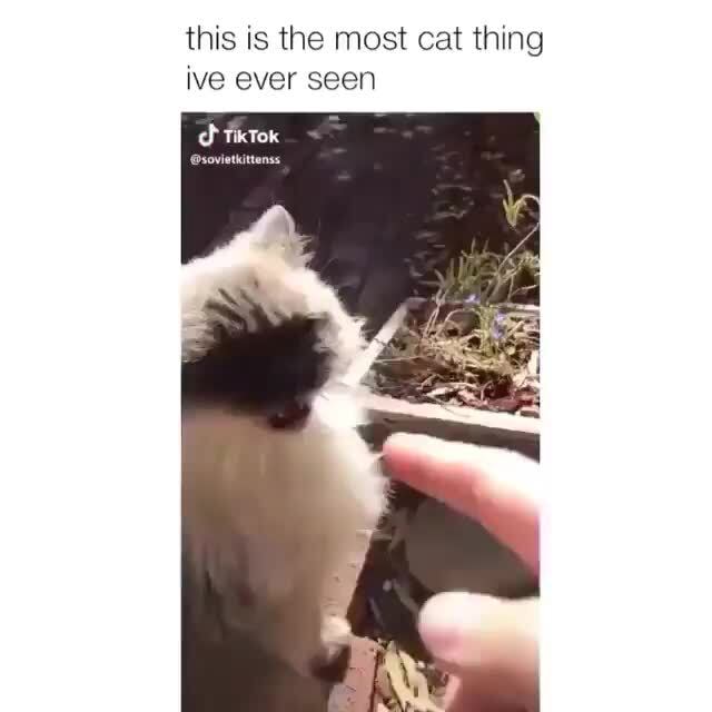 This is the most cat thing ive ever seen - iFunny