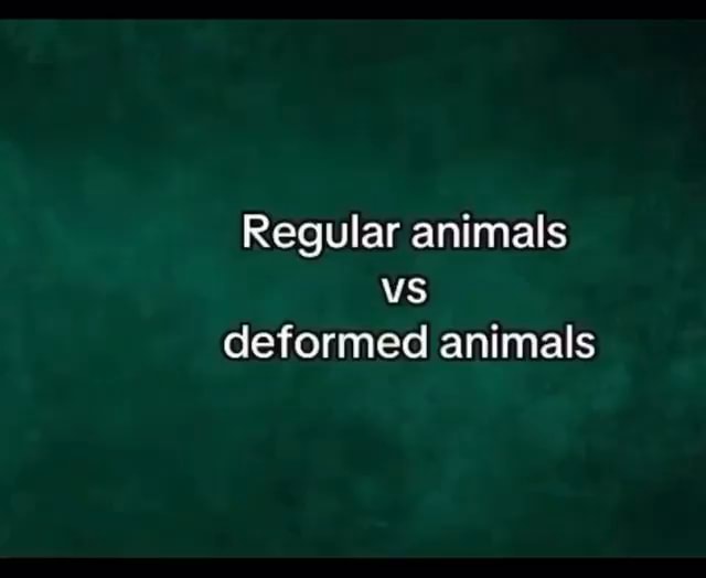 Regular animals vs deformed animals - iFunny