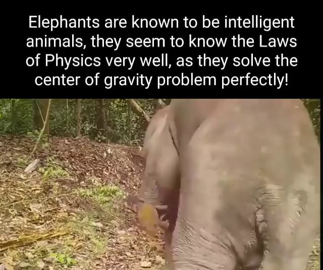 Elephants are known to be intelligent animals, they seem to know the Laws of Physics very well ...