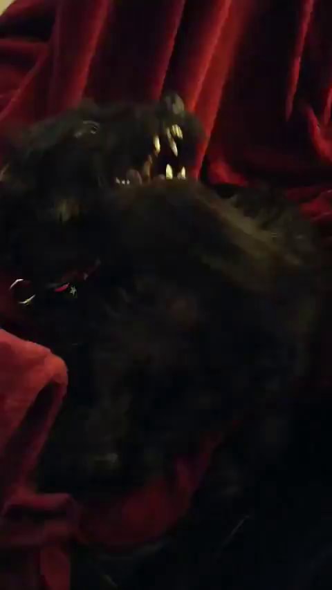 #national_puppy_day #tails_up_buttercup #vicious #murderfloof - iFunny