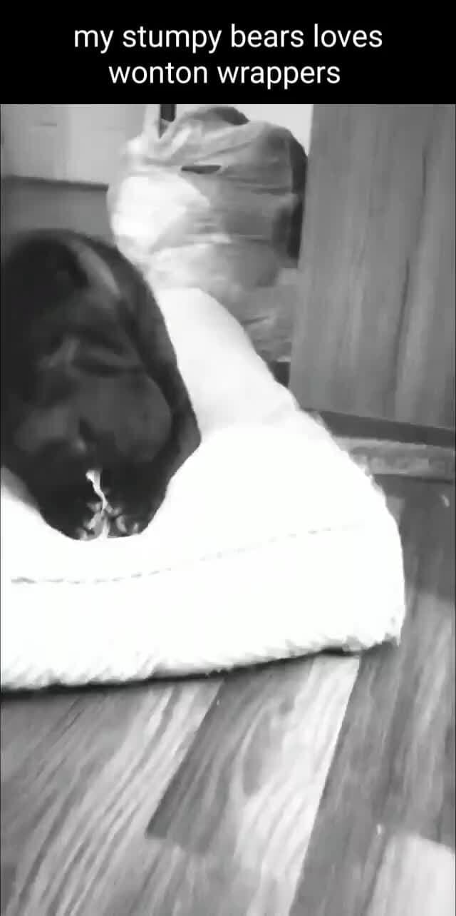My stumpy bears loves wonton wrappers - iFunny