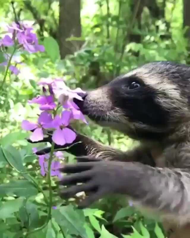 Some of my favorite animal gifs from my time on imgur - iFunny