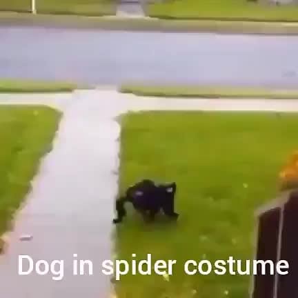 Dog in spider costume - iFunny