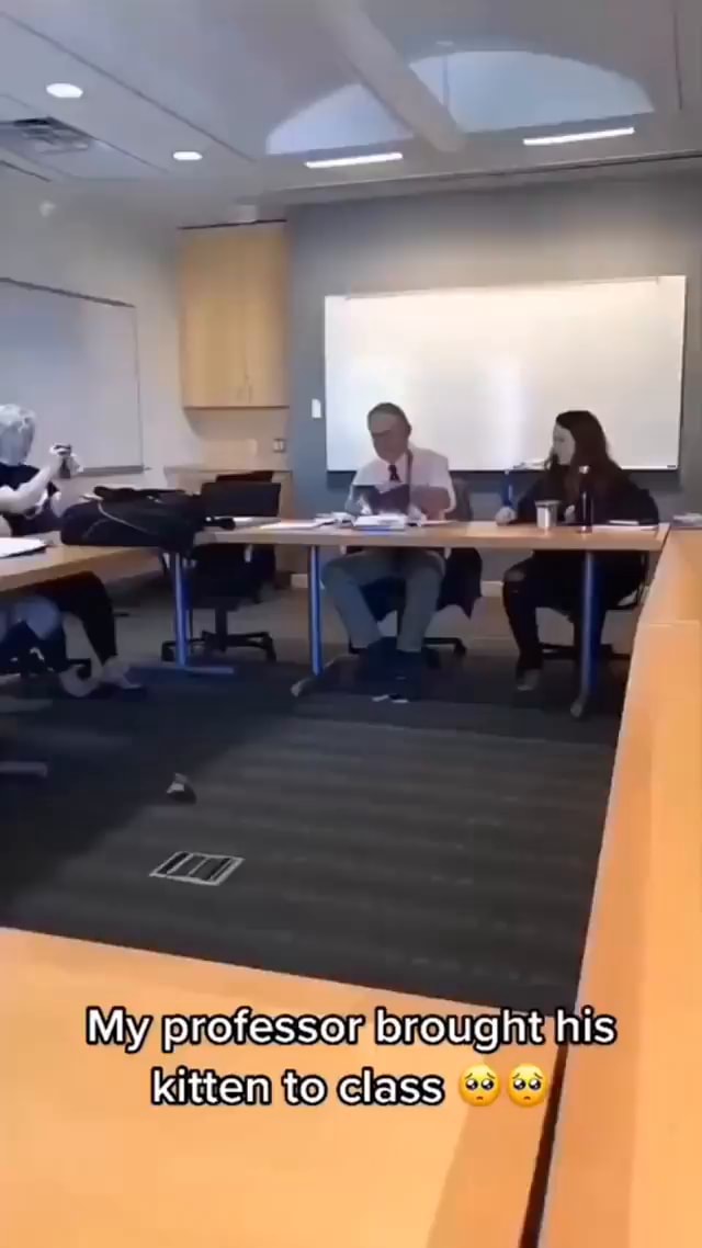 My professor brought his kitten to class - iFunny