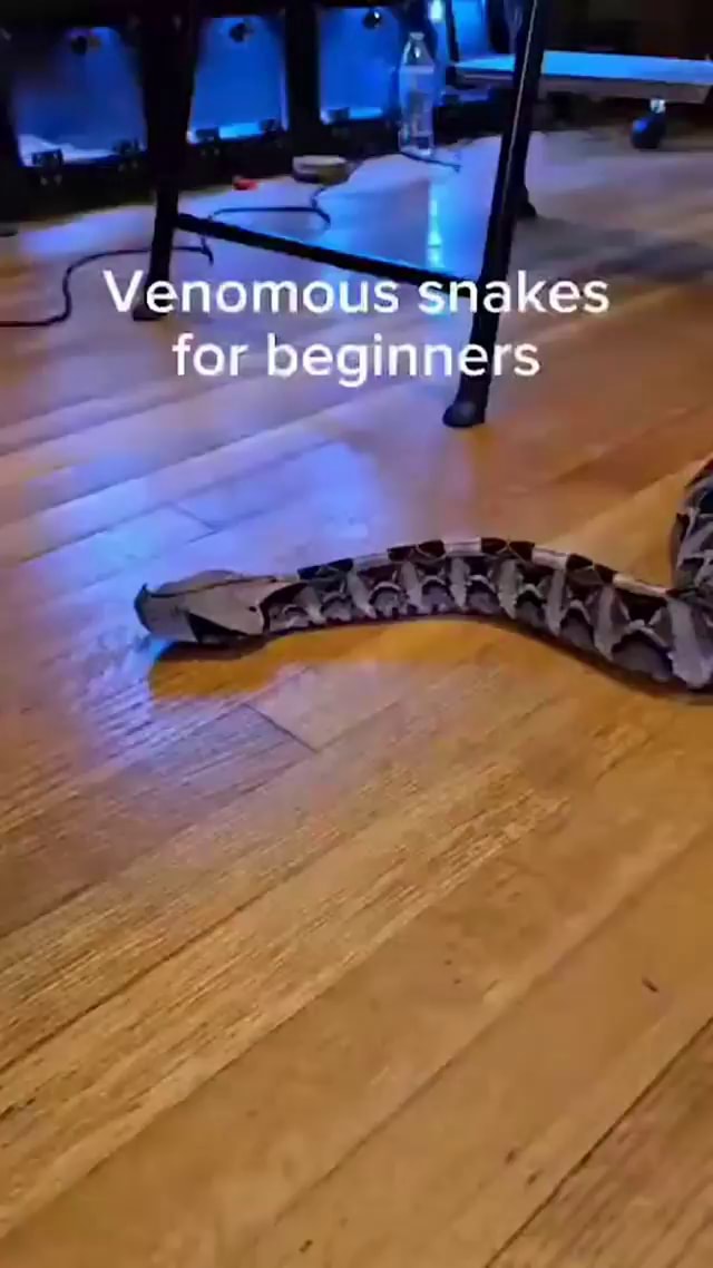 _3 Venomous snakes for beginners - iFunny
