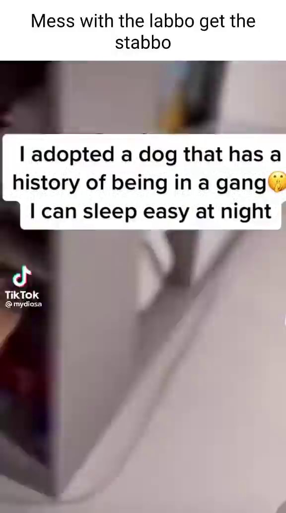 Mess with the labbo get the stabbo I adopted a dog that has a history ...