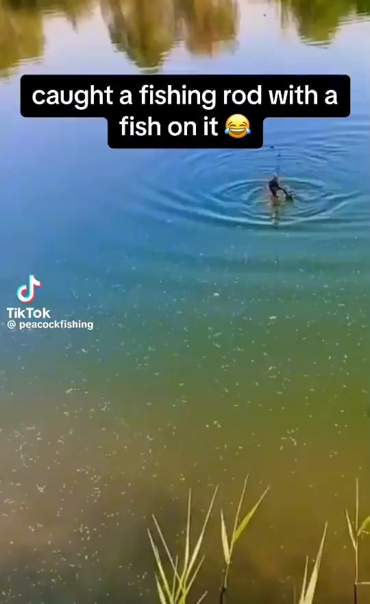 Caught a fishing rod with a fish on it & TikTok - iFunny
