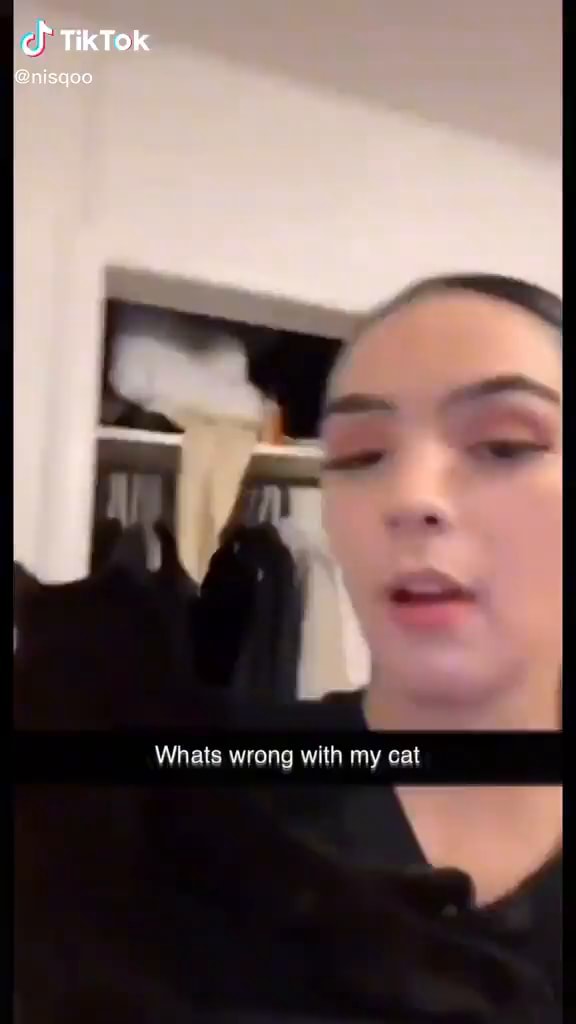 Whats Wrong With My Cat IFunny Whats Wrong With My Cat IFunny