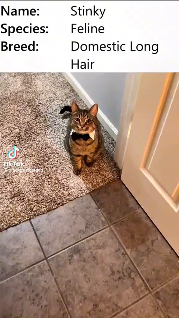 Stinky Feline Domestic Long Hair - iFunny