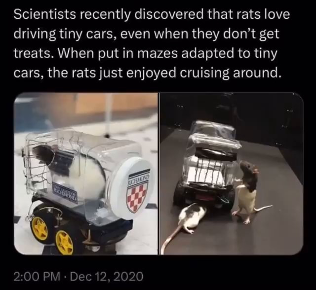 Scientists recently discovered that rats love driving tiny cars, even ...