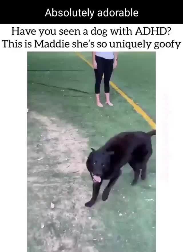 Absolutely adorable Have you seen a dog with ADHD? This is Maddie she's ...