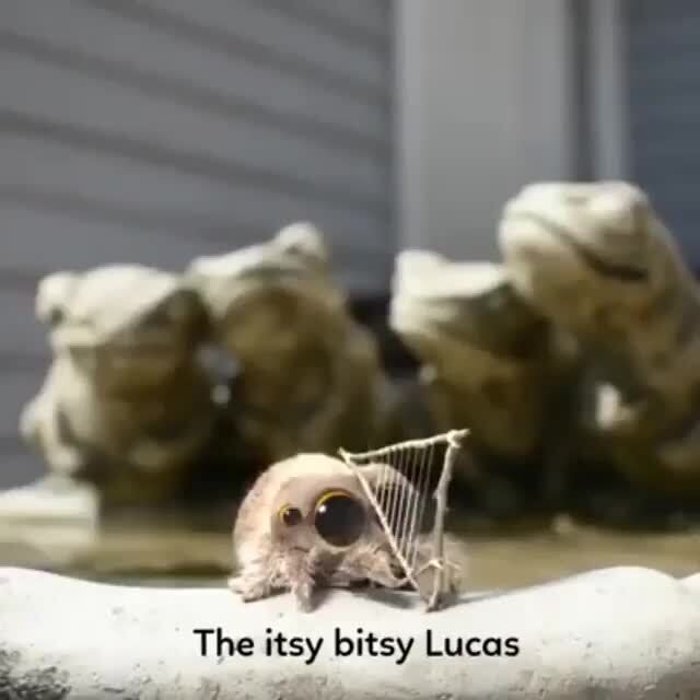 The itsy bitsy Lucas - iFunny