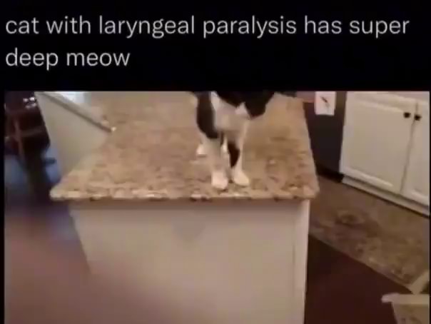 Cat with laryngeal paralysis has super deep meow - iFunny