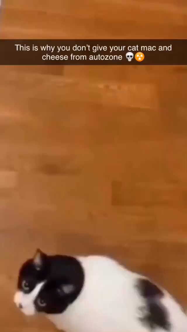 This is why you don't give your cat mac and cheese from autozone - iFunny