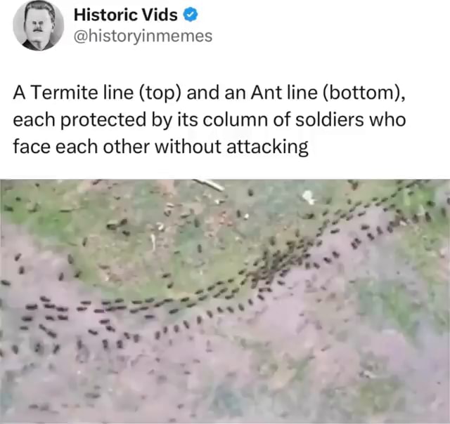 Historic Vids @ @historyinmemes A Termite line (top) and an Ant line ...