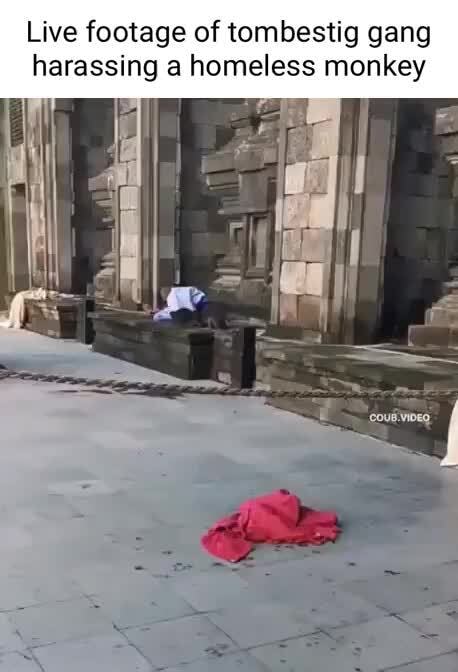 Live footage of tombestig gang harassing a homeless monkey - iFunny