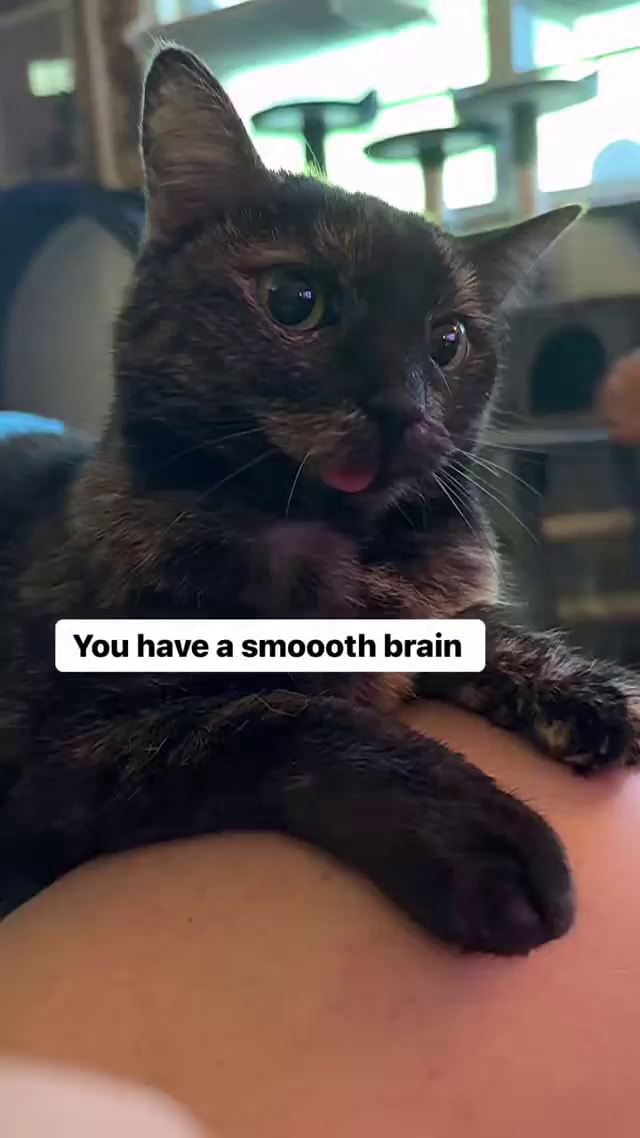 You have a smoooth brain al - iFunny