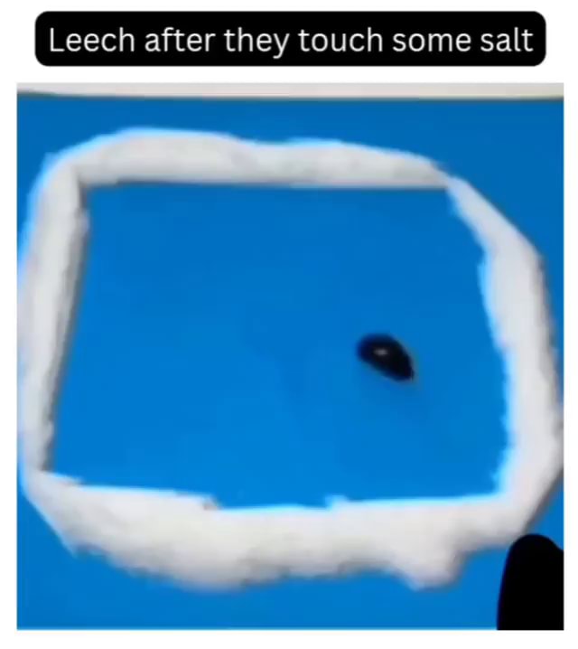Leech after they touch some salt - iFunny