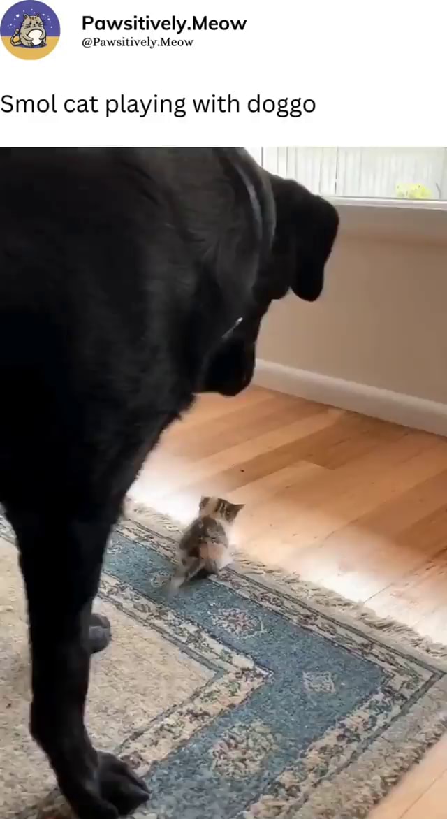 Pawsitively.Meow Smol cat playing with doggo - iFunny