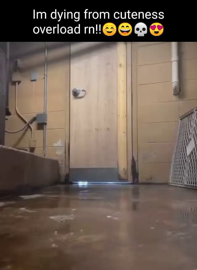 Im dying from cuteness overload rn! I I - iFunny