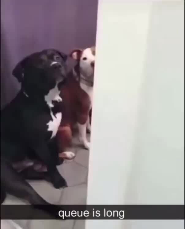 Queue is long - iFunny