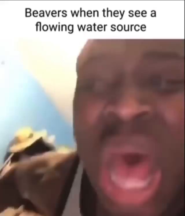 Beavers when they see flowing water source - iFunny