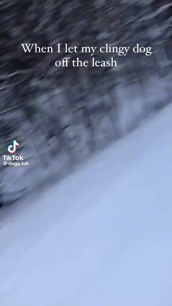 When I let my clingy dog off the leash Tik Tok - iFunny