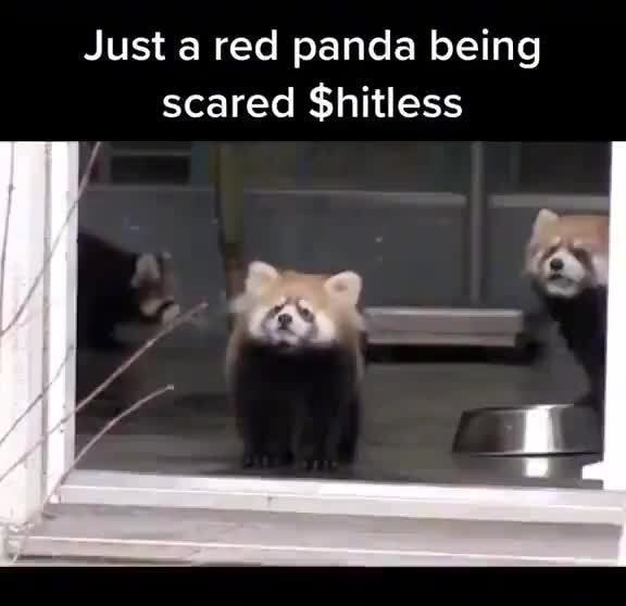 Just a red panda being scared $hitless - iFunny