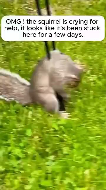 OMG ! the squirrel is crying for help, it looks like it's been stuck here for a few days. - iFunny