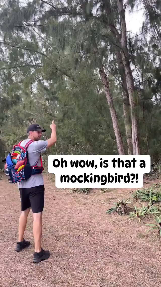 Oh wow, is that a mockingbird?! - iFunny