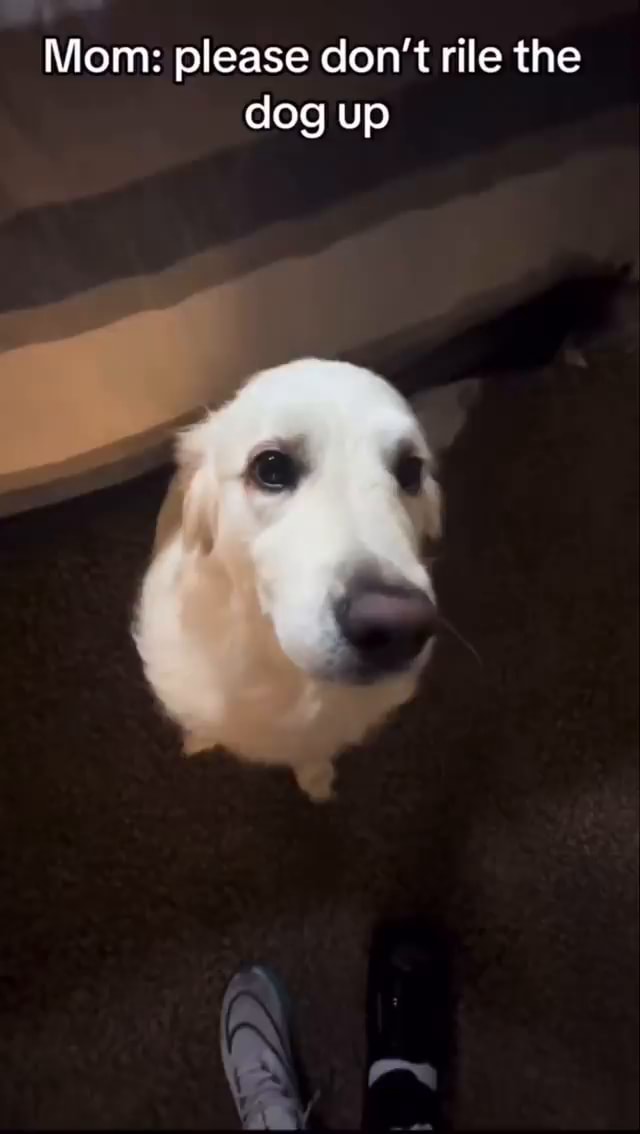 Mom: please don't rile the dog up - iFunny