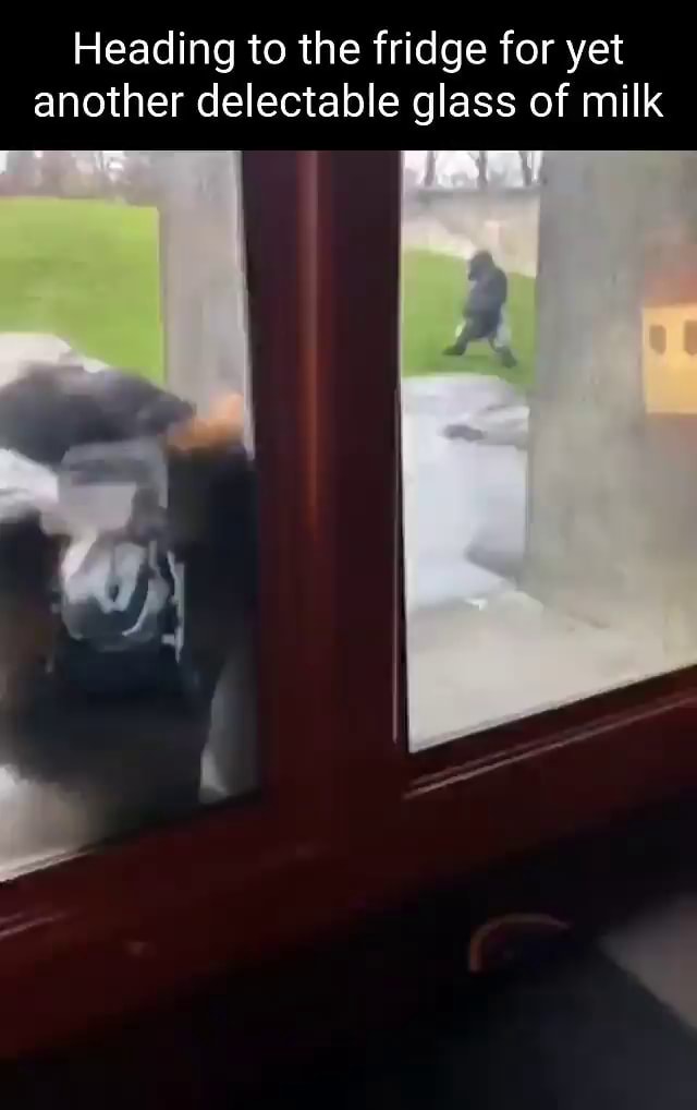 Heading to the fridge for yet another delectable glass of milk - iFunny