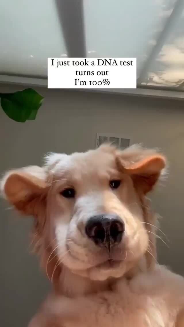 Just took a DNA test turns out I'm 100% - iFunny