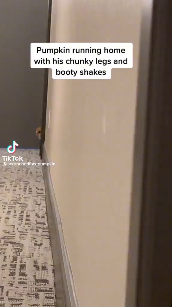 Pumpkin running home with his chunky legs and booty shakes TikTok ry ...
