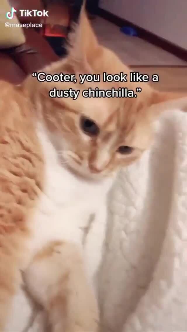 TikTok "Cooter, you look itke a dusty chinchilla." - iFunny