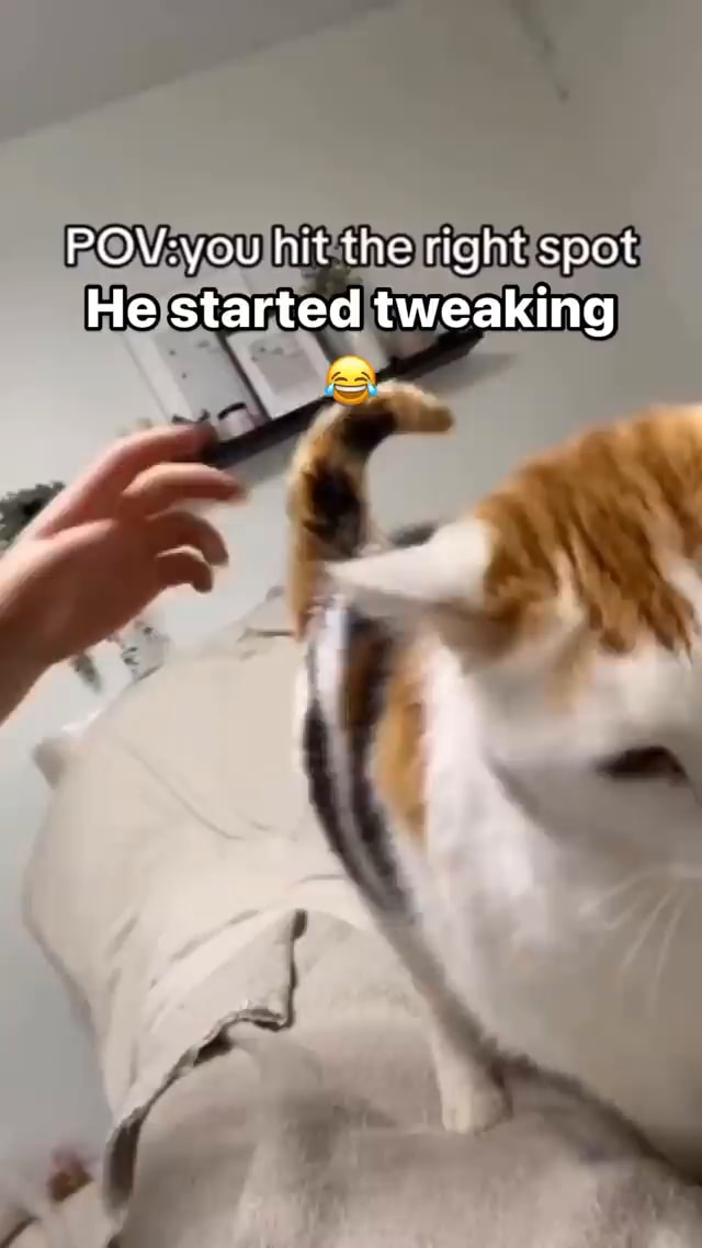 Hit the right spot He started tweaking - iFunny