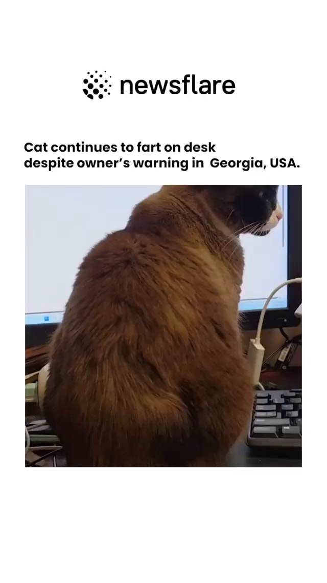 Cat continues to fart on desk despite owner's warning in Georgia, USA ...