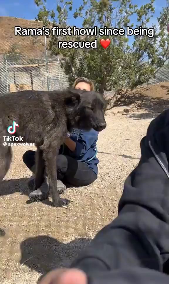 Rama's first howi since being rescued TikTok - iFunny