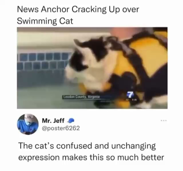 News Anchor Cracking Up over Swimming Cat Mr. Jeff @poster6262 The cat ...